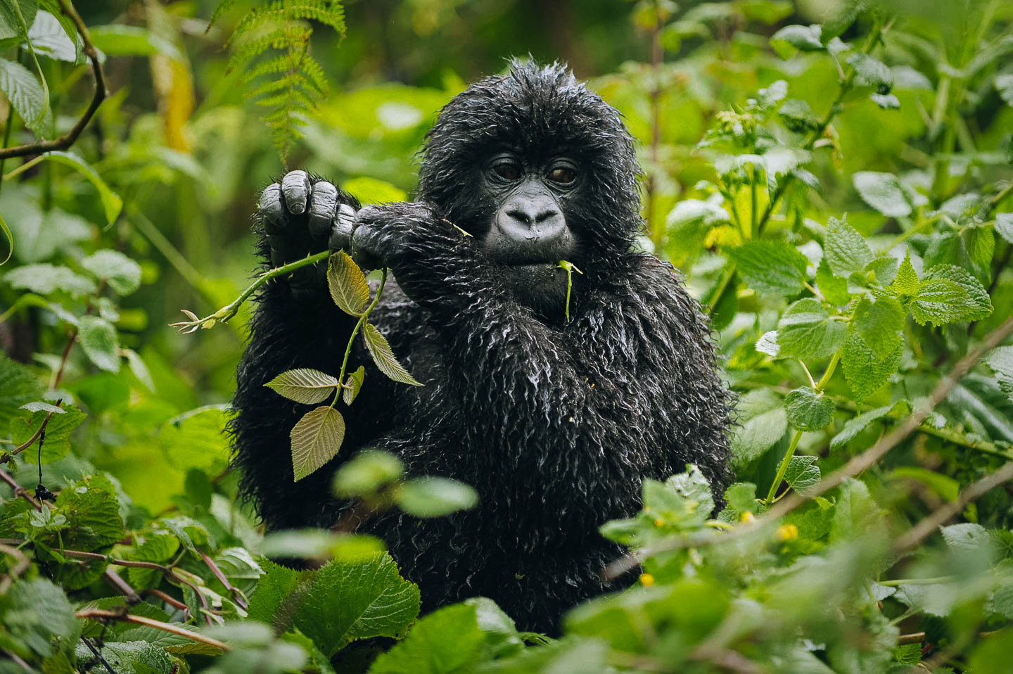Main Reasons why Gorillas are Poached - reason for poaching gorillas