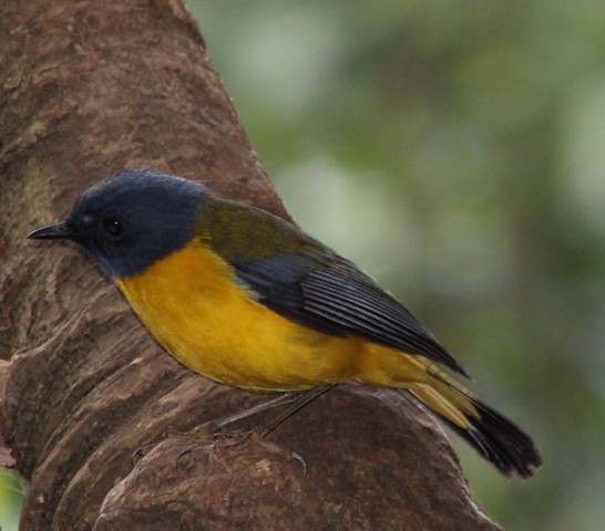 Mountain Mgahinga - golden monkey trekking, rwanda safari, rwanda tour