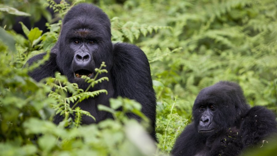 DRC Congo Travel Tips, Information - Congo tours, Congo safaris