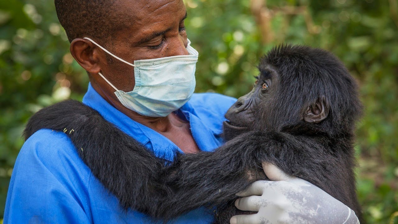 Gorilla Doctors - the gorilla doctors in congo, congo gorillas