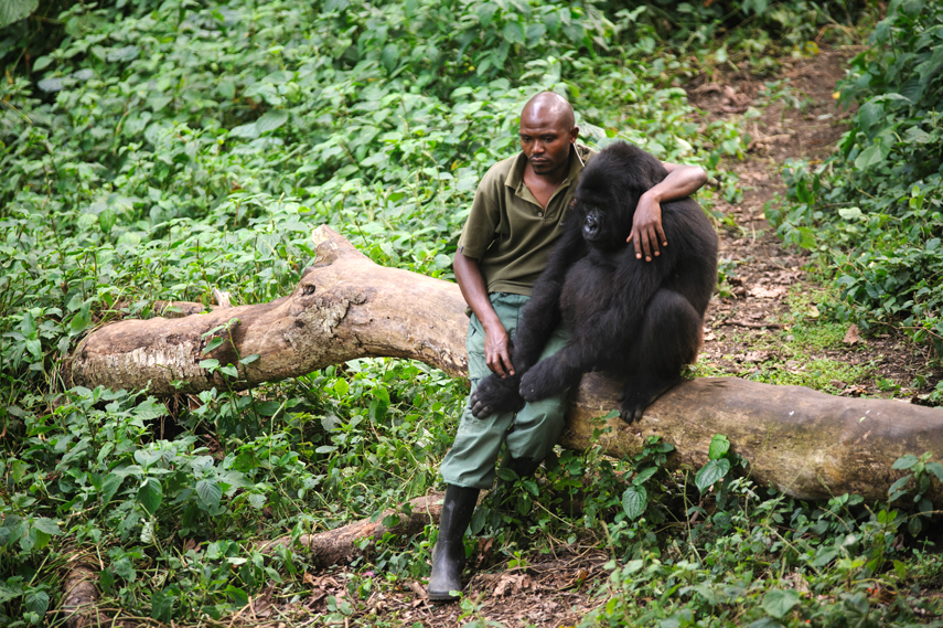 Is Virunga Safe? - the safety of virunga national park