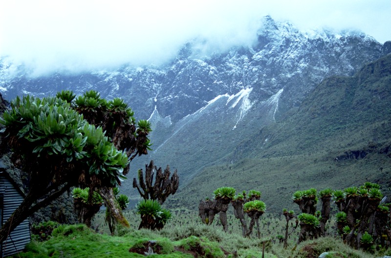 Rwenzori Mountains DRC - Rwenzori mountain in congo , Congo tours