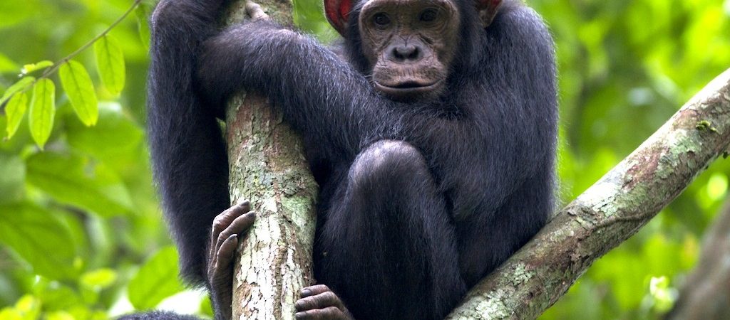 Chimpanzee Habituation in DRC - chimp habituation, congo chimp trekking