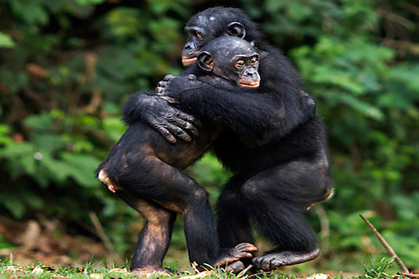 lola ya bonodo - gorilla cchimpanzee, congo tours, congo safari