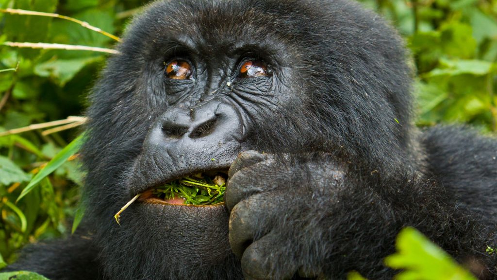 Gorillas in Congo | Congo Gorilla Tours | Virunga National Park Tours