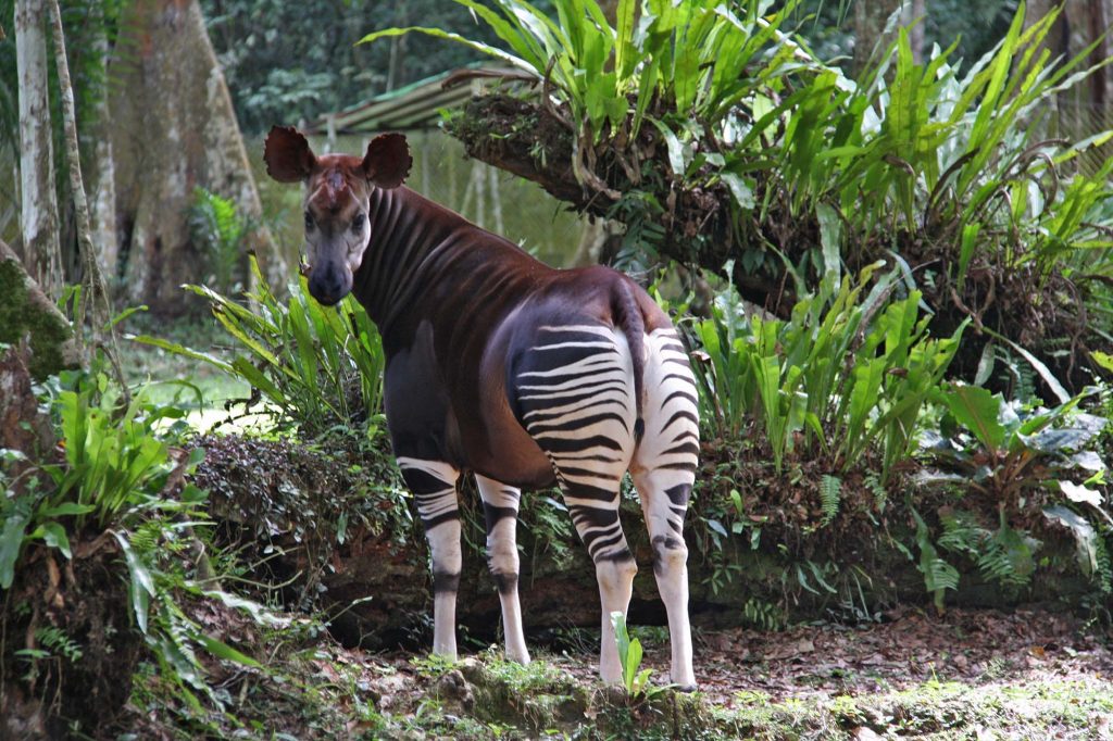 Okapi National park congo national parks, congo tours