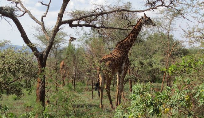 Akagera National Park - Virunga National Park Congo