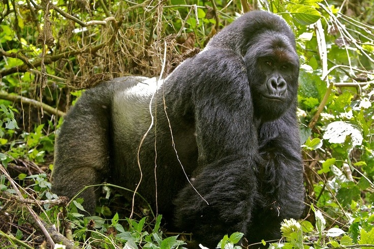 6 days Mikeno Mist with Tchegera | Virunga National Park Safari