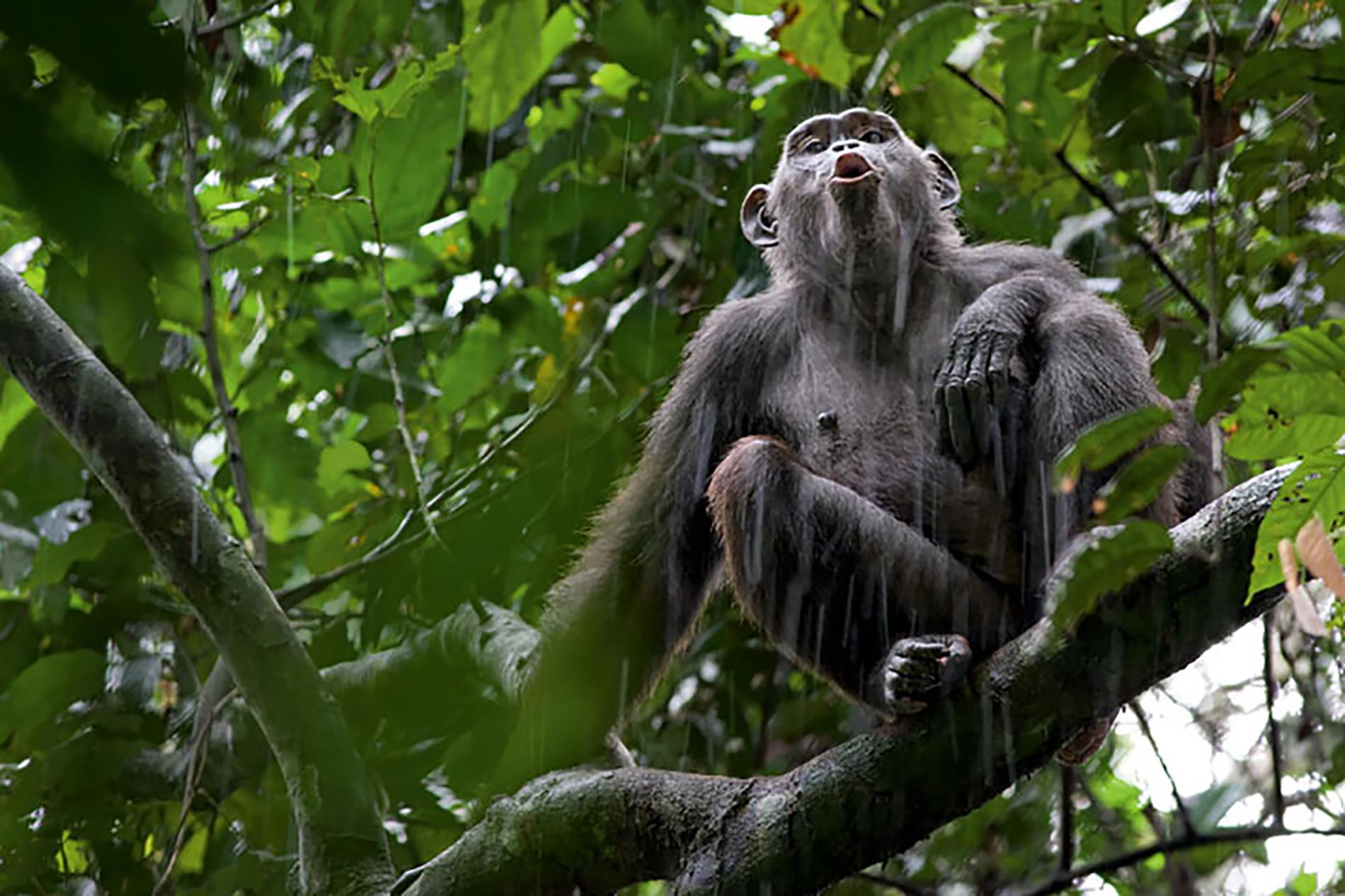 Chimpanzees in Congo | Congo Chimpanzee Tours