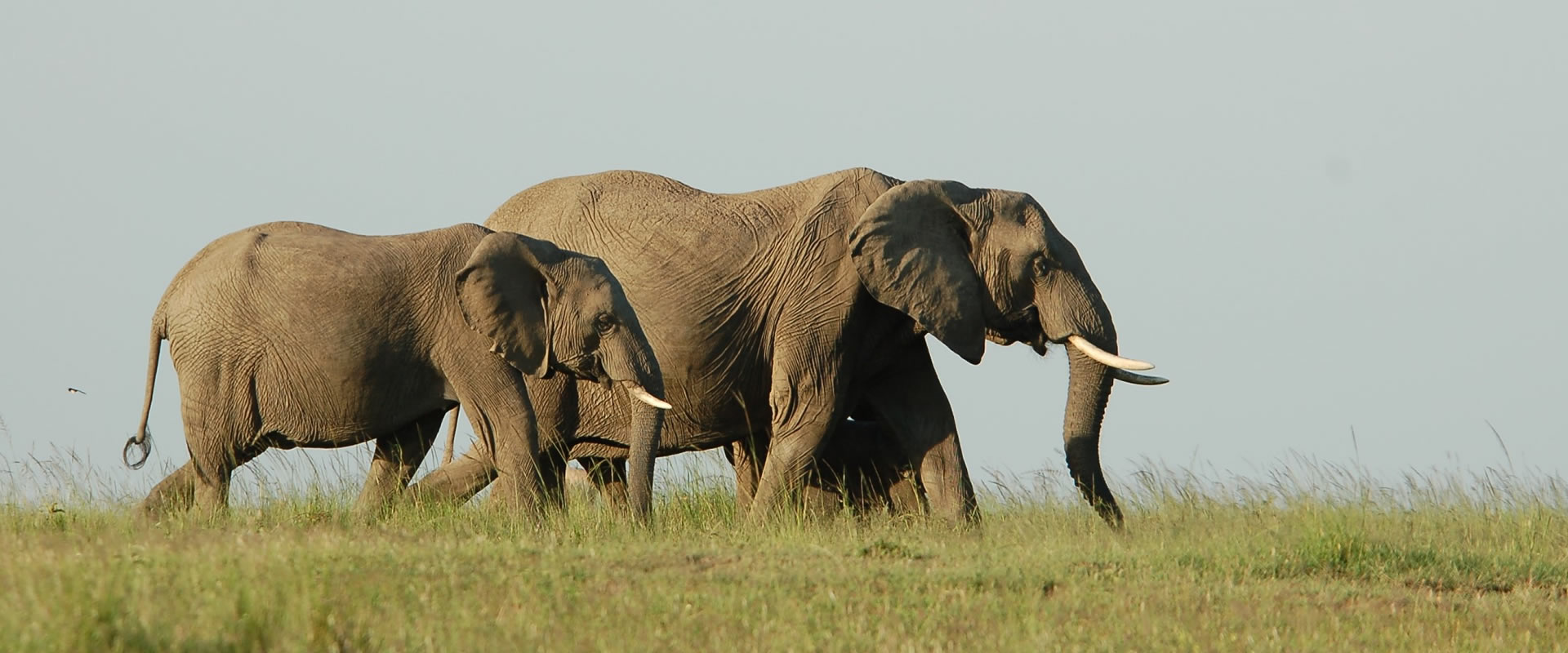 Rwanda Wildlife Expedition | Rwanda Safaris Tours | Rwanda