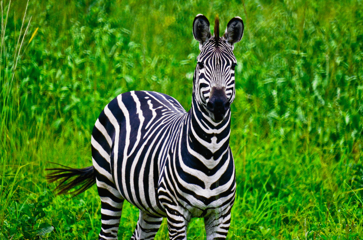 5 Days Rwanda Wildlife and Cultural tour | Rwanda Safari Tours