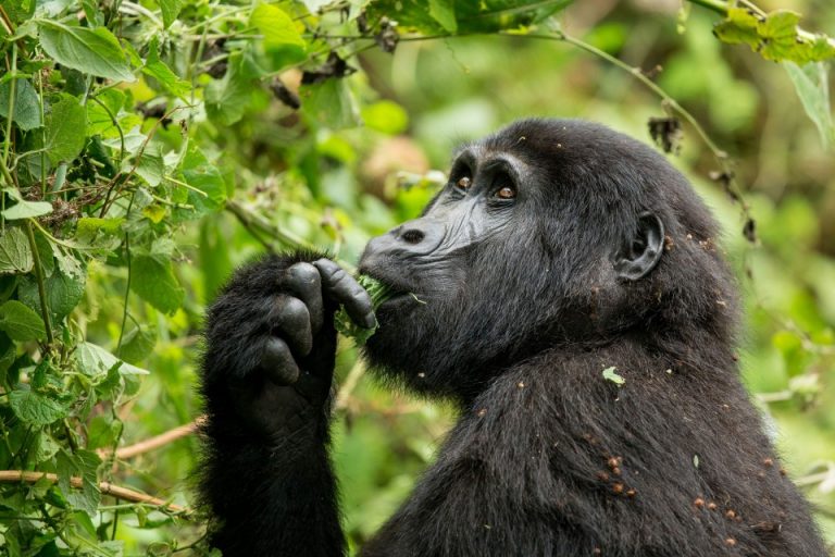 2 days Jomba Community Camp Gorilla trek | Congo Safari Tours