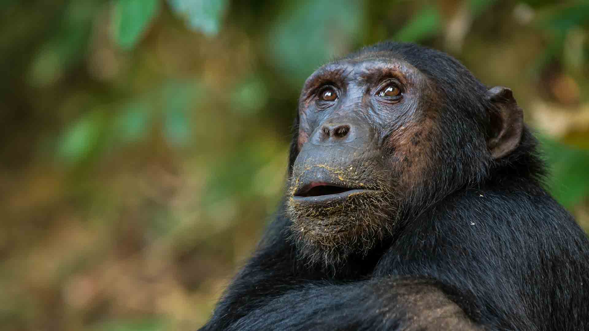 Gishwati Mukura National park | Rwanda Safaris | Rwanda