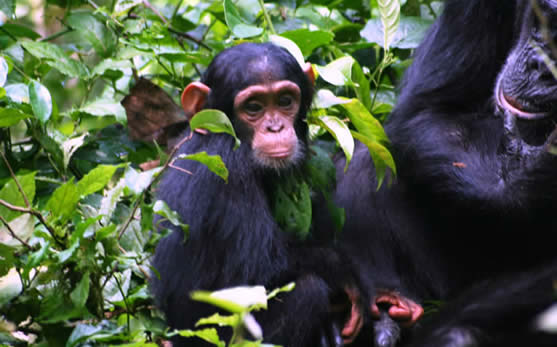 Chimpanzee trekking in Rwanda | Rwanda Safaris Tours | Rwanda Tours