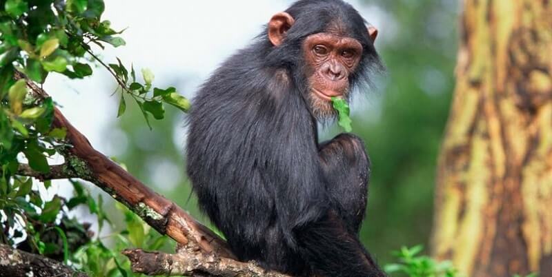 Chimpanzee trekking in Rwanda | Rwanda Safaris Tours | Rwanda Tours