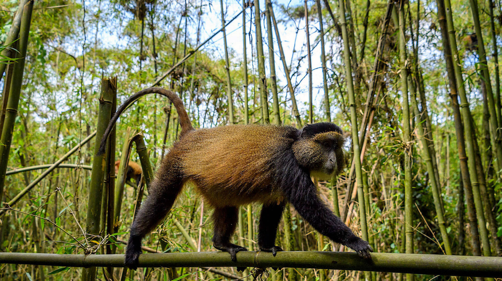 Primate Safaris in Congo | Congo Safaris Tours | Virunga National Park