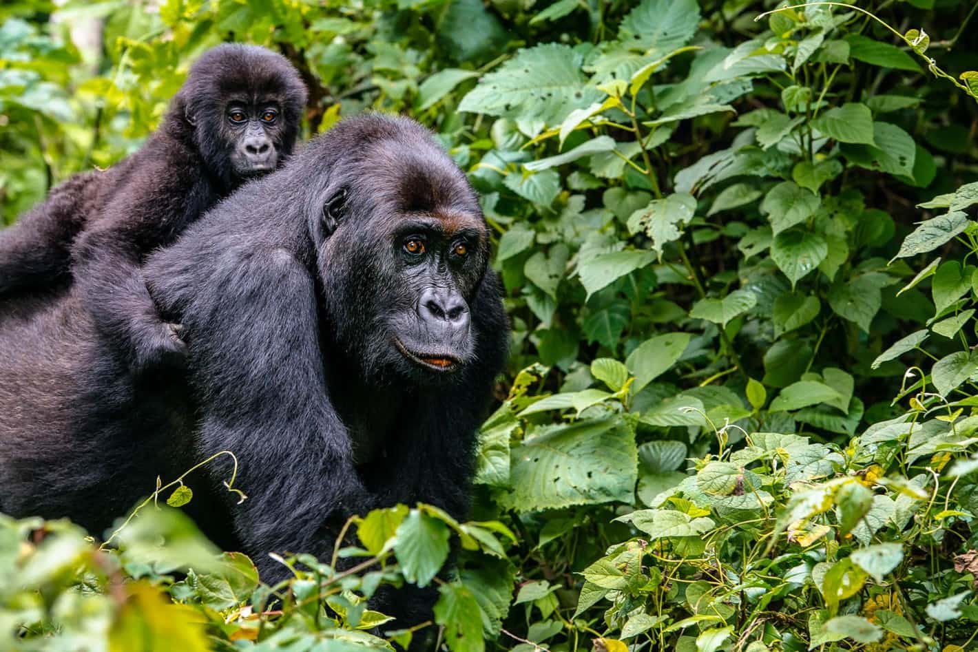 Is Virunga National Park Worth Visiting? | Rwanda wildlife safari