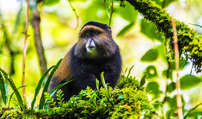 Golden Monkey Trekking in Mgahinga Gorilla National Park | Uganda