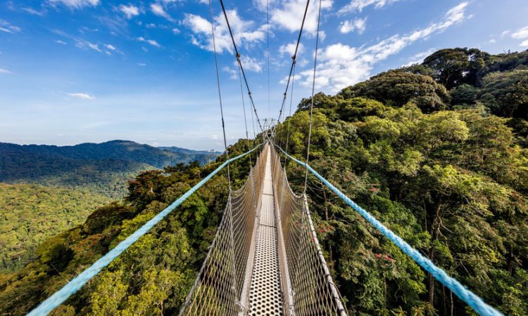 Rwanda canopy walk | Nyungwe National Park | Rwanda Tours