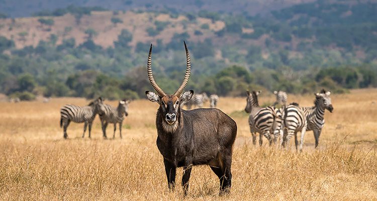 The Ultimate Rwanda Wildlife Safari | Rwanda Safaris Tours | Rwanda