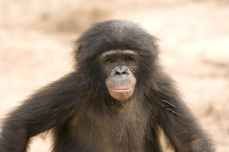 Lomako-Yokokala Faunal Reserve | Congo Safaris Tours | Congo Tours