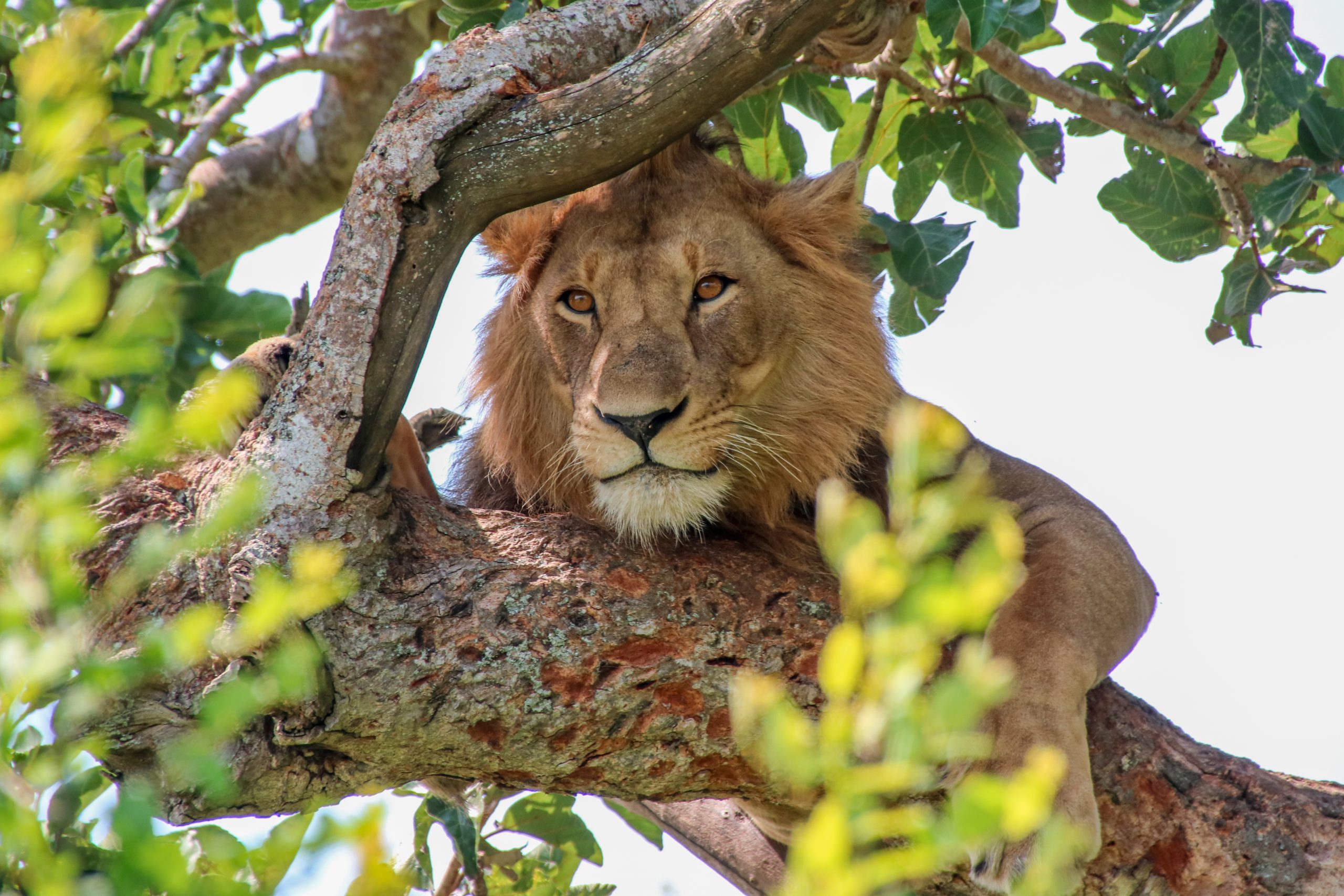 Tree climbing lions in Uganda | Uganda Wildlife Safaris | Uganda