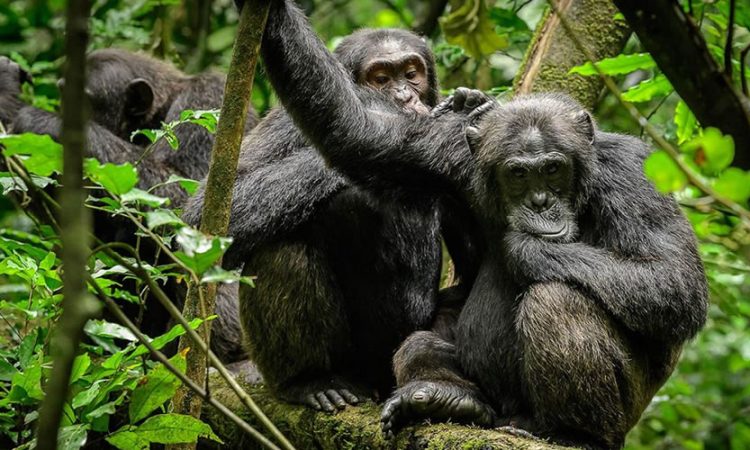Chimpanzee Trekking in Rwanda Vs Uganda | Chimpanzee Tours