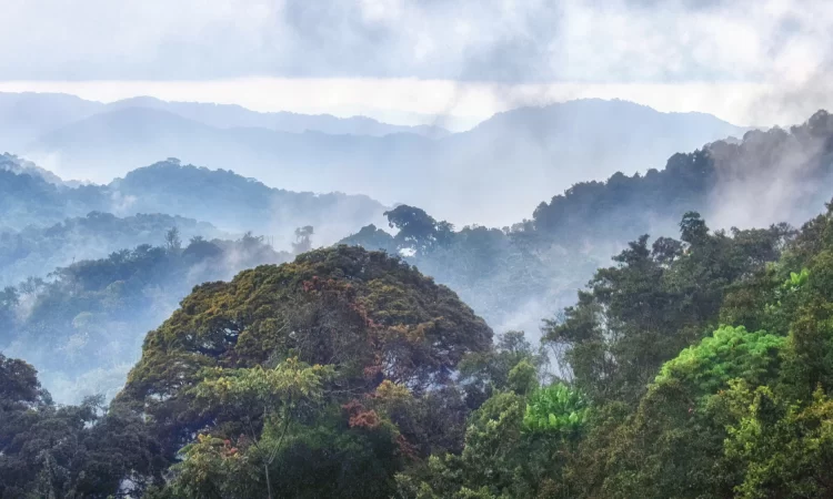 Rwanda Travel Advice 2024 | Rwanda Safaris Tours | Rwanda