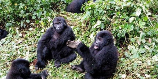 Combining Congo gorilla trekking safari with a cultural tour in Virunga ...