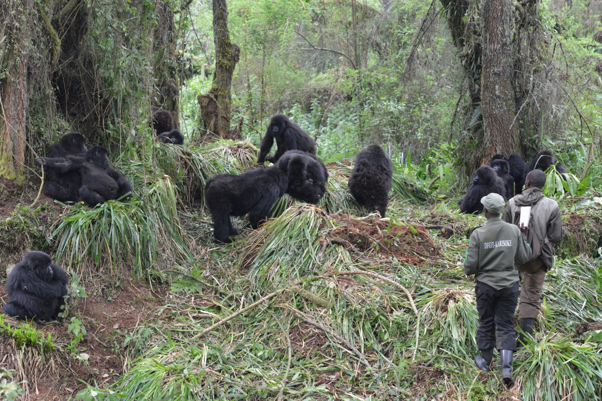 Gorilla Conservation in Rwanda | Rwanda Gorilla Trekking Safaris